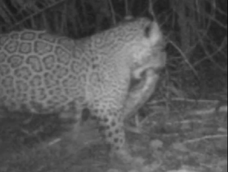 [Vídeo] Imagens mostram força de onça-pintada ao arrastar sucuri ainda ...