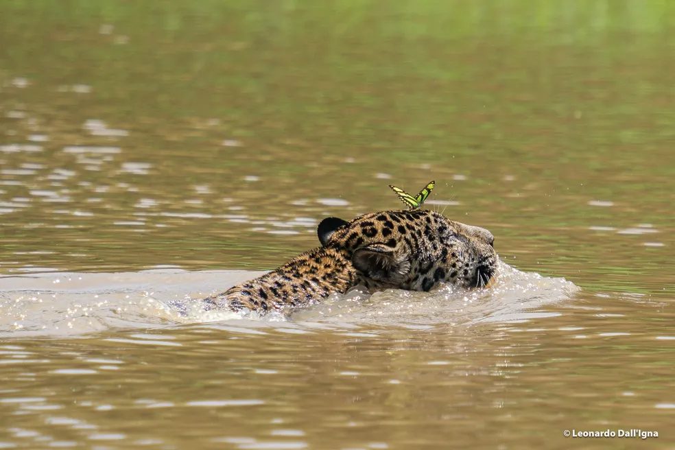 VÍDEO: Biólogo flagra onça-pintada atravessando rio e levando borboleta ...