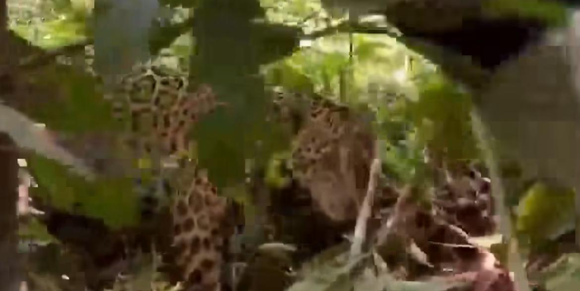 Guia turístico é atacado por onça-pintada em floresta e viraliza na web ...
