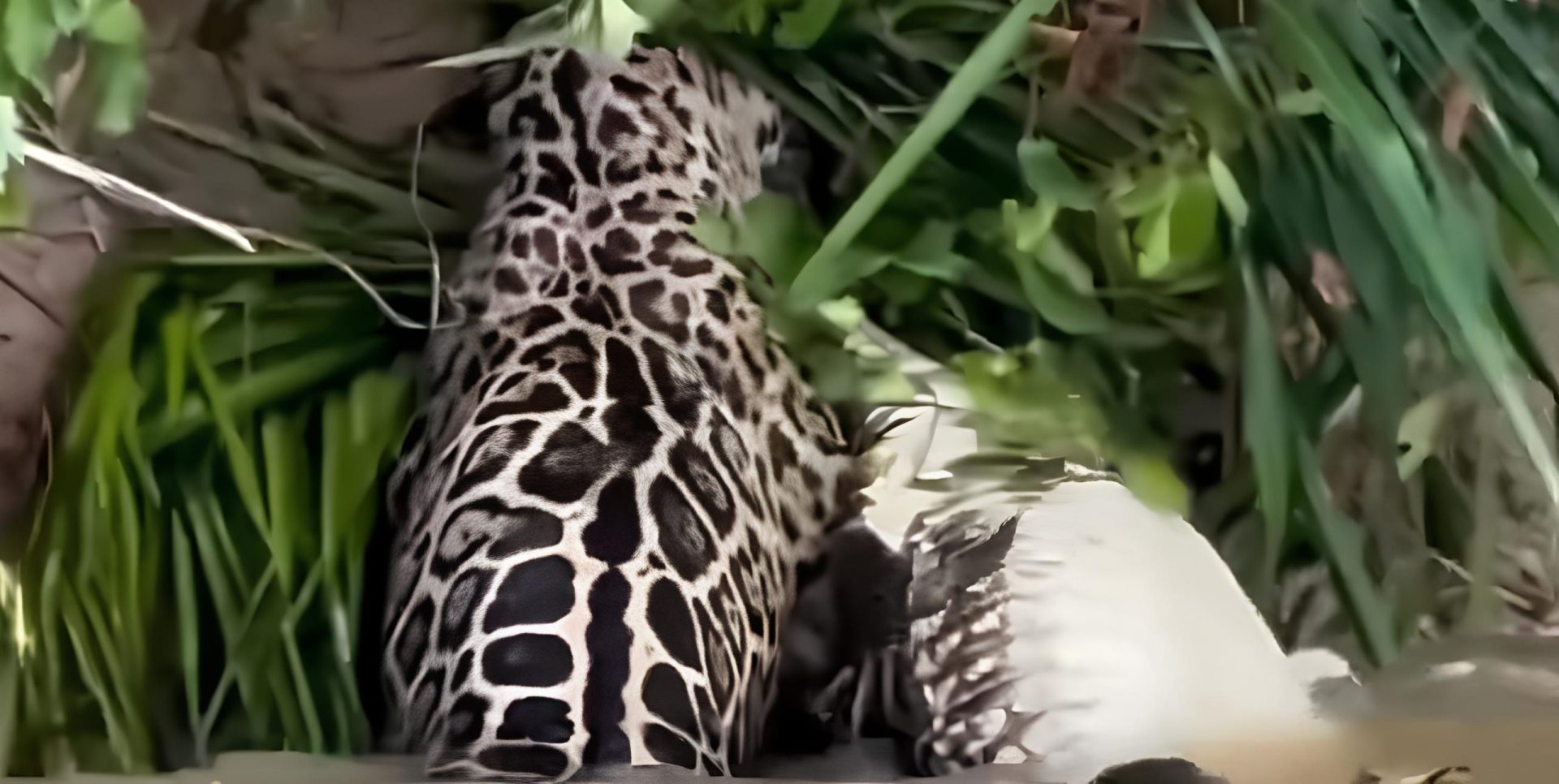 Onça-pintada é flagrada atacando jacaré às margens do Rio Cuiabá. Veja ...