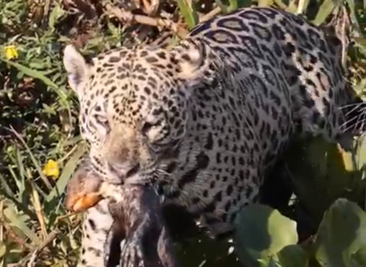 Natureza selvagem: Vídeo mostra onça-pintada predando ariranha no ...