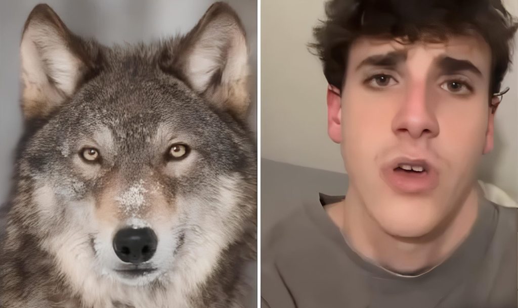 Jovem brasileiro se identifica como therian: entendendo a complexa ...