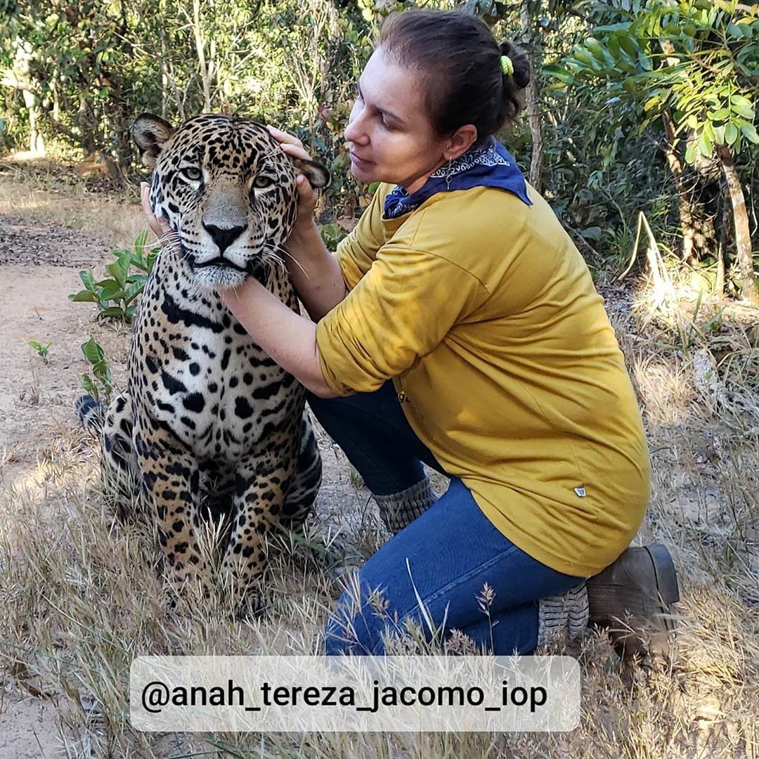 Anah Jacomo impressiona ao interagir com onças-pintadas; veja vídeo ...