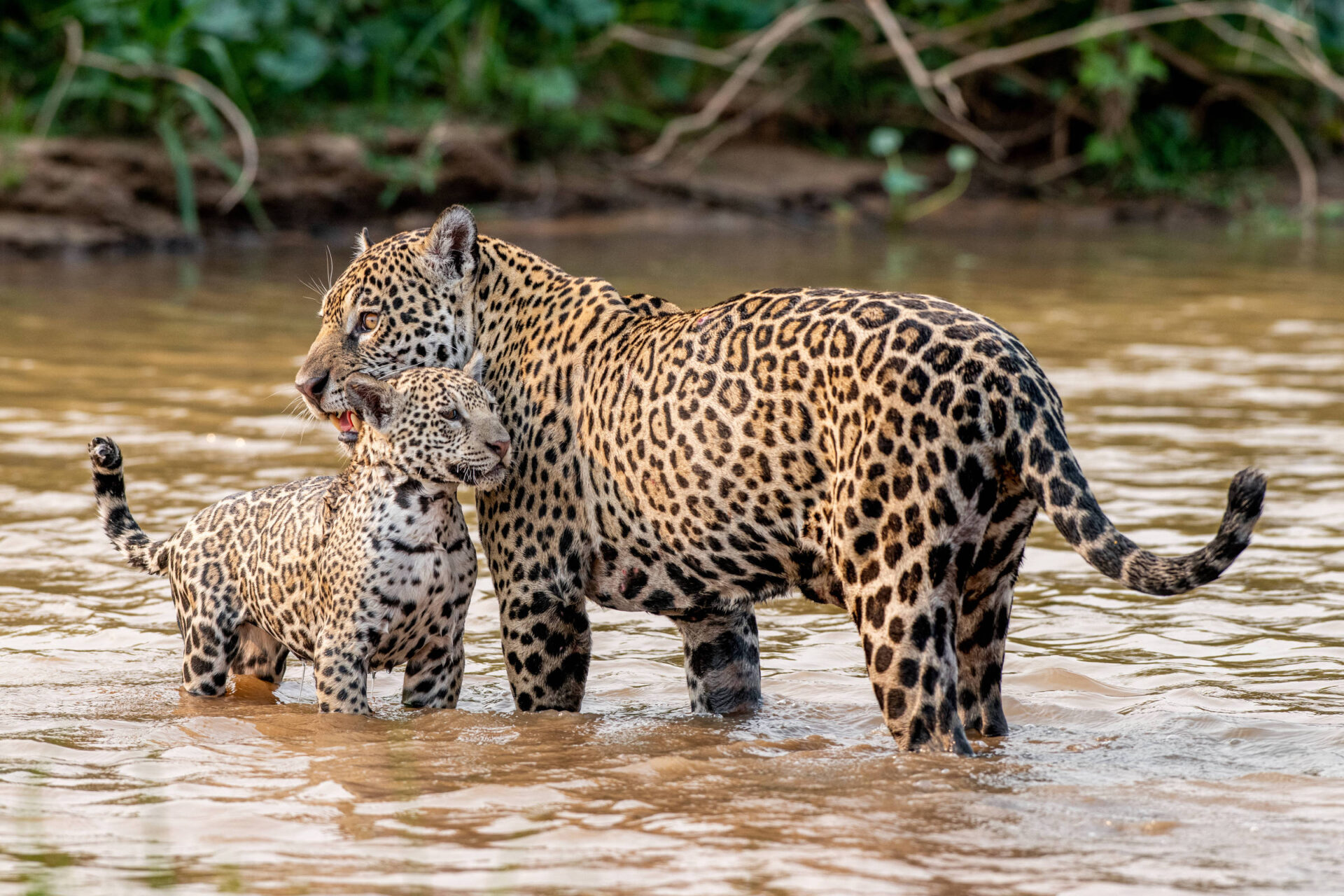 Mamãe e filhote de Onça-Pintada são flagrados brincando nas águas do ...