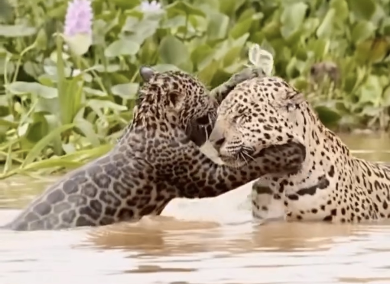 Interação entre mamãe onça e filhote no Pantanal encantam internautas ...