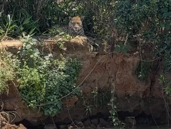 Fotógrafo captura olhar impressionante de onça-pintada no Pantanal de ...