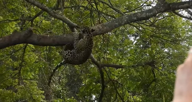 Tombo no Pantanal: Onça-pintada rouba a cena durante passeio de turista ...
