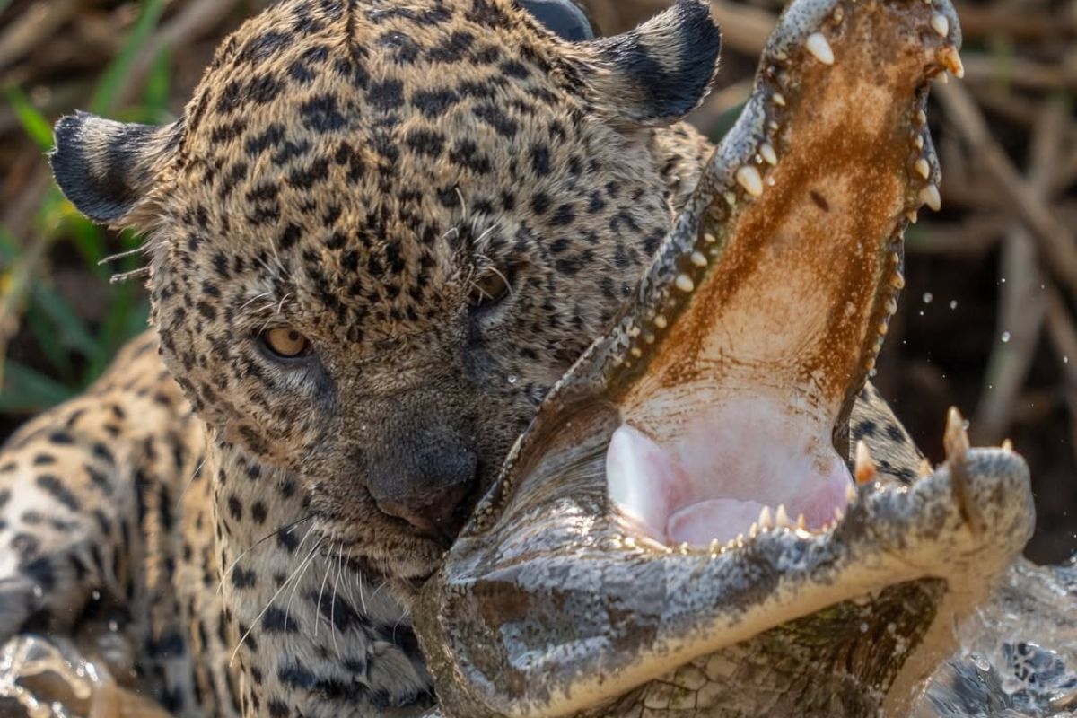 Jacaré é capturado por onça-pintada em cena surpreendente no Pantanal ...