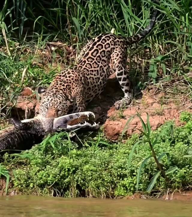 Onça-pintada salta mais de 8m de altura para capturar jacaré nas águas ...