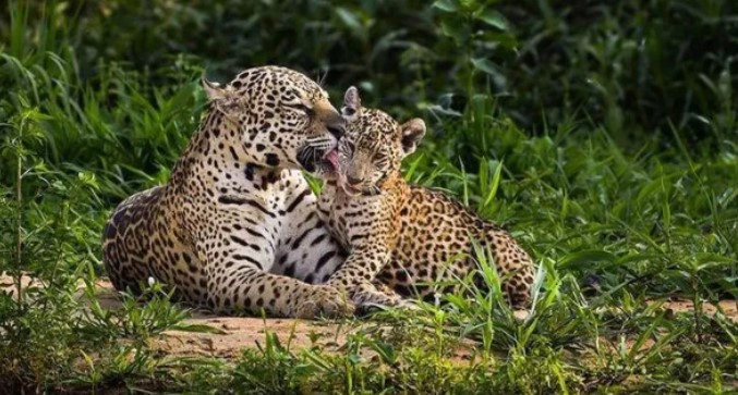 Guia registra momento emocionante de mãe onça e filhote no Pantanal ...