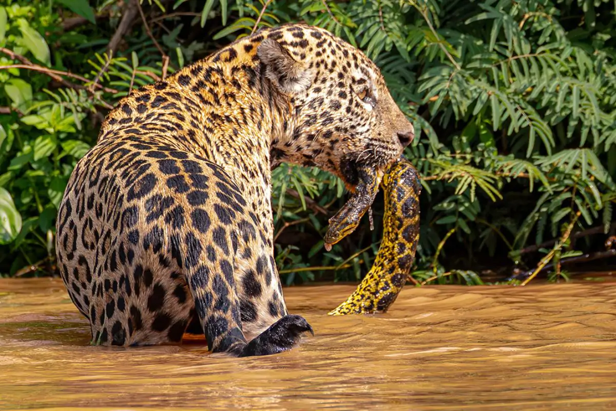Onça-pintada captura Sucuri-Amarela em cena impressionante no Pantanal ...