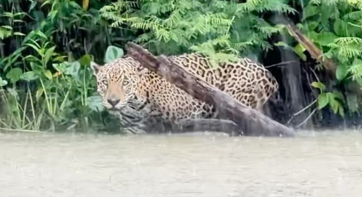 Onça-pintada é flagrada curtindo a chuva no Pantanal; veja vídeo ...