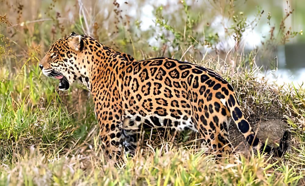 Onça-Pintada ruge para demarcar território herdado de mãe morta em ...