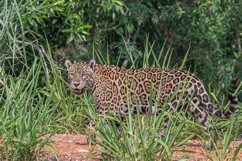 Onça-pintada surpreende moradores ao cruzar plantação de soja em Sinop ...