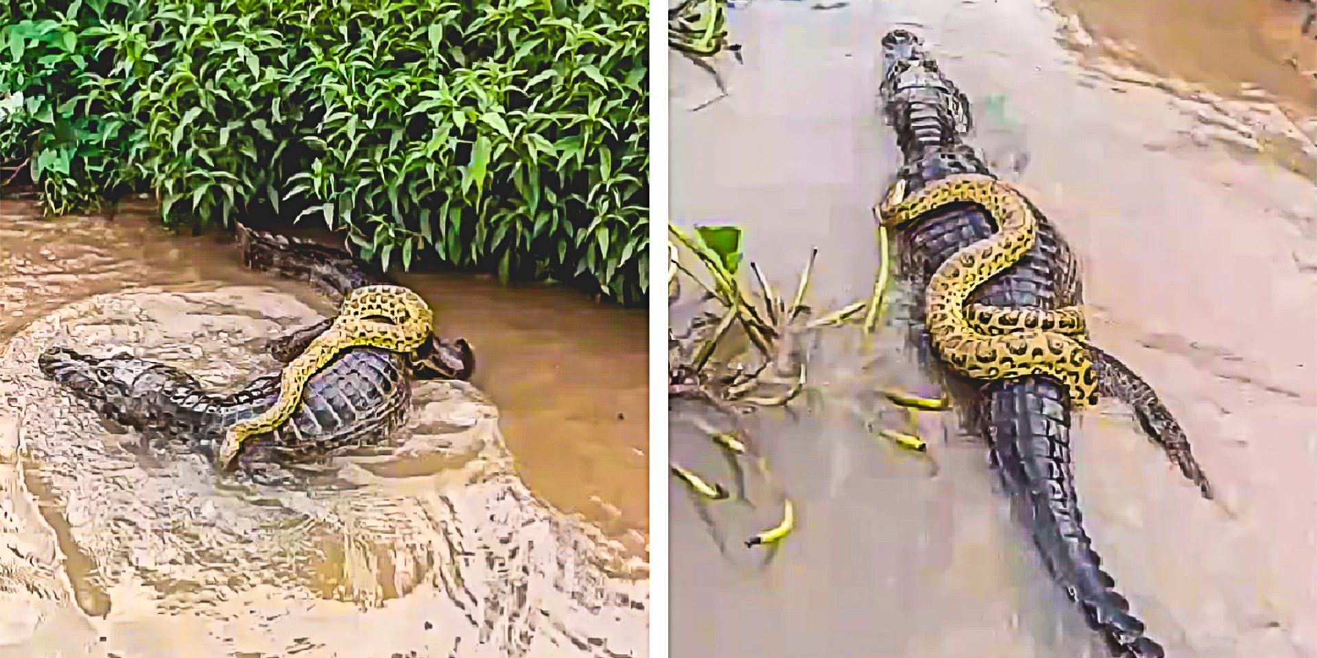 Sucuri 'pega carona' em jacaré em cena rara e intrigante no Pantanal ...