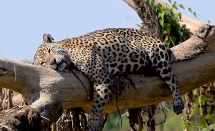 Onça equilibrista surpreende ao tirar soneca no alto de árvore no ...