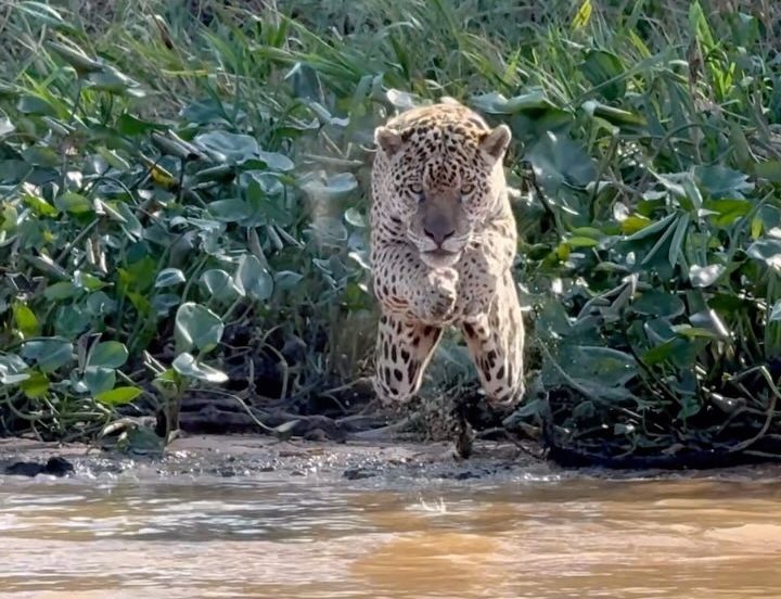 Vídeo impressionante mostra onça-pintada em tentativa frustrada de caça ...