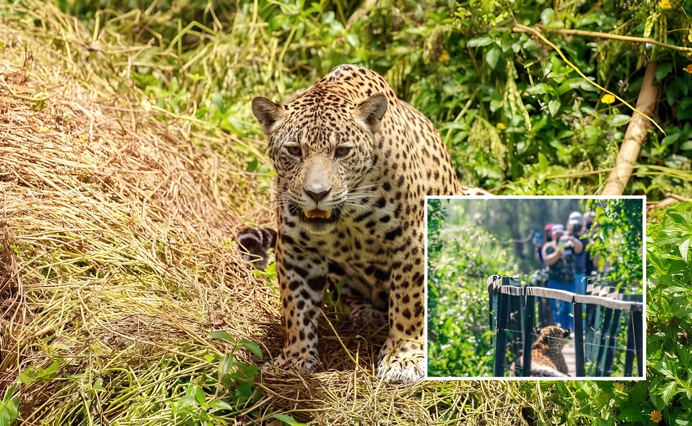 Família encontra onça-pintada no Pantanal e momento vira alerta para ...