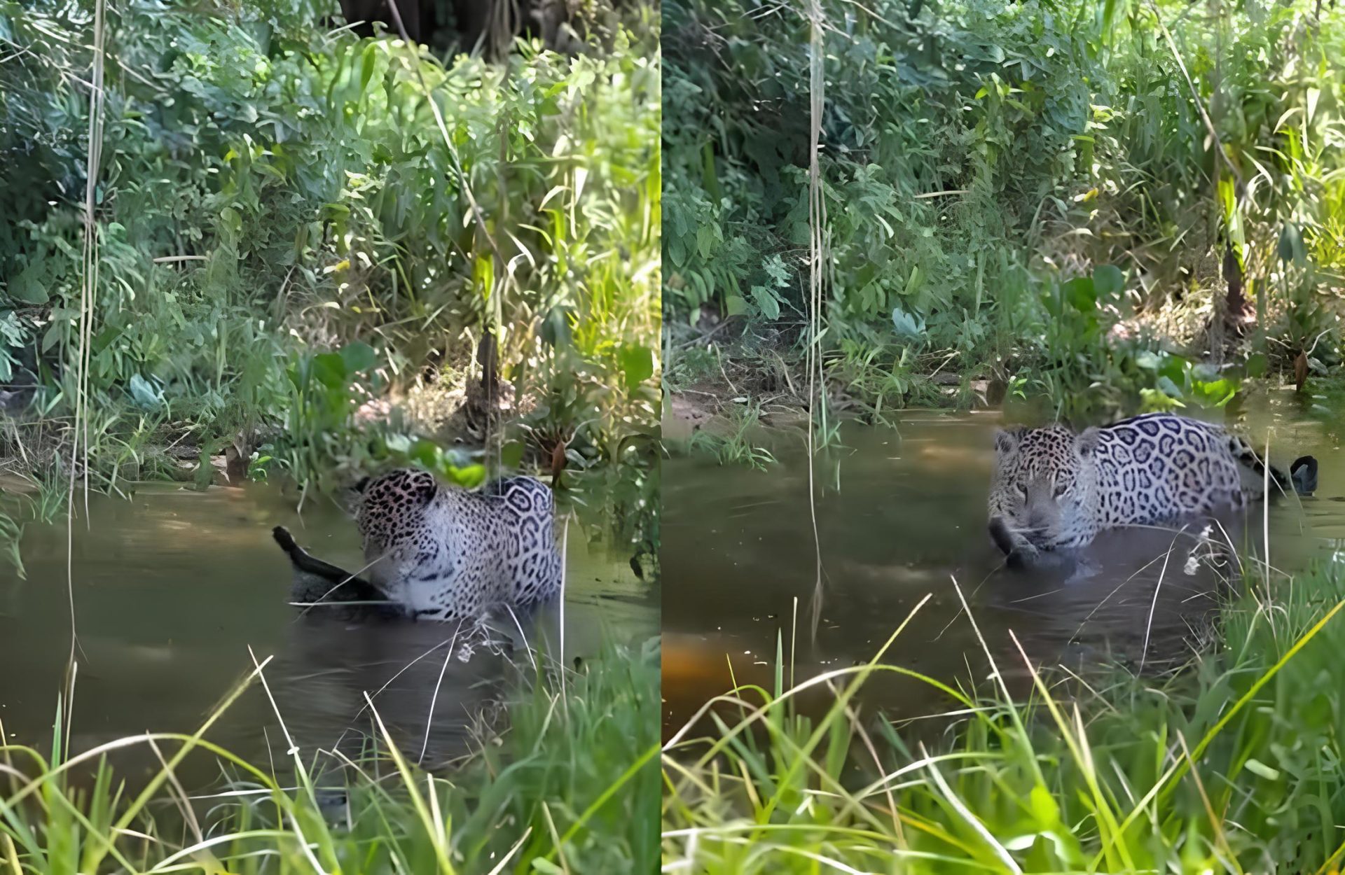 Registro emocionante mostra onça-pintada brincando com galho no ...