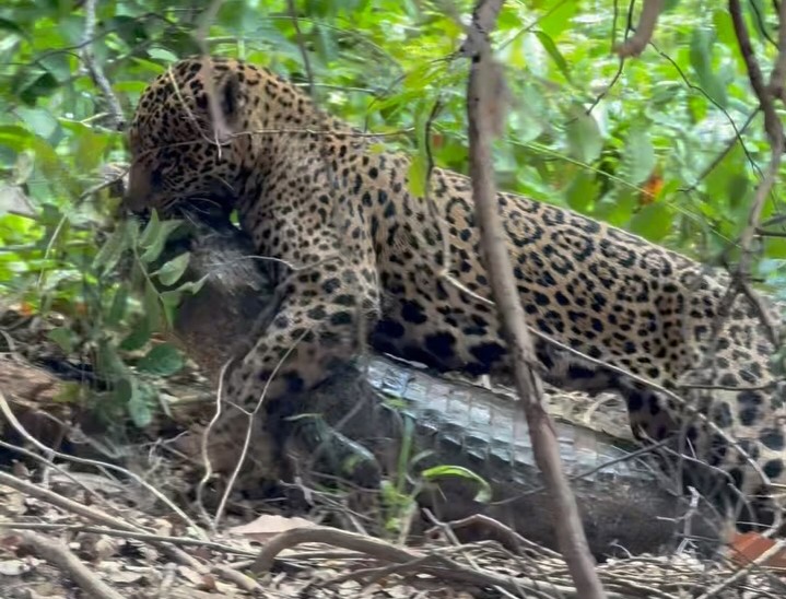 Onça-pintada é flagrada arrastando jacaré gigante em cena ...