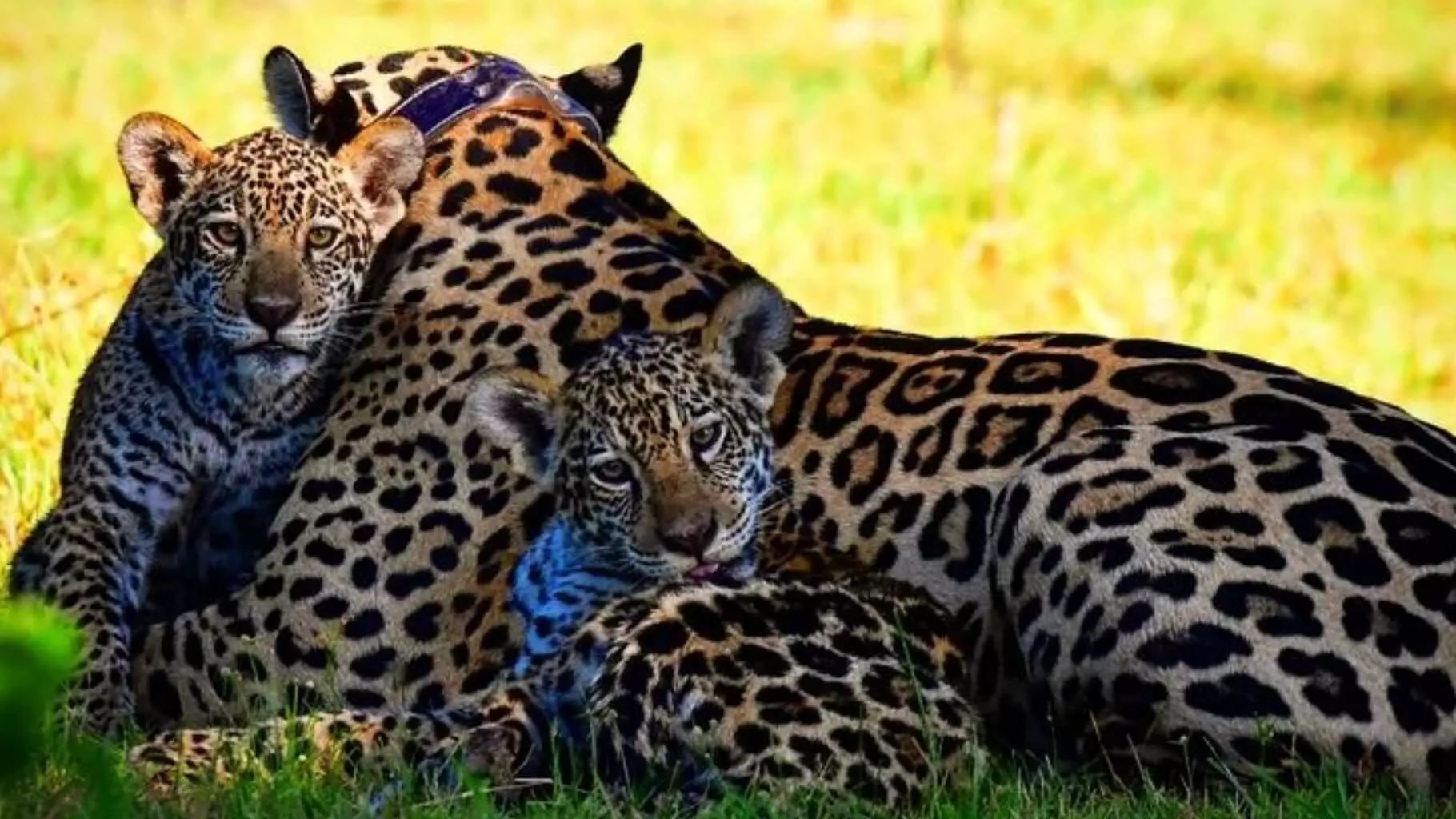 Filhote de onça "sorri" ao receber carinho da mãe e encanta o Pantanal ...