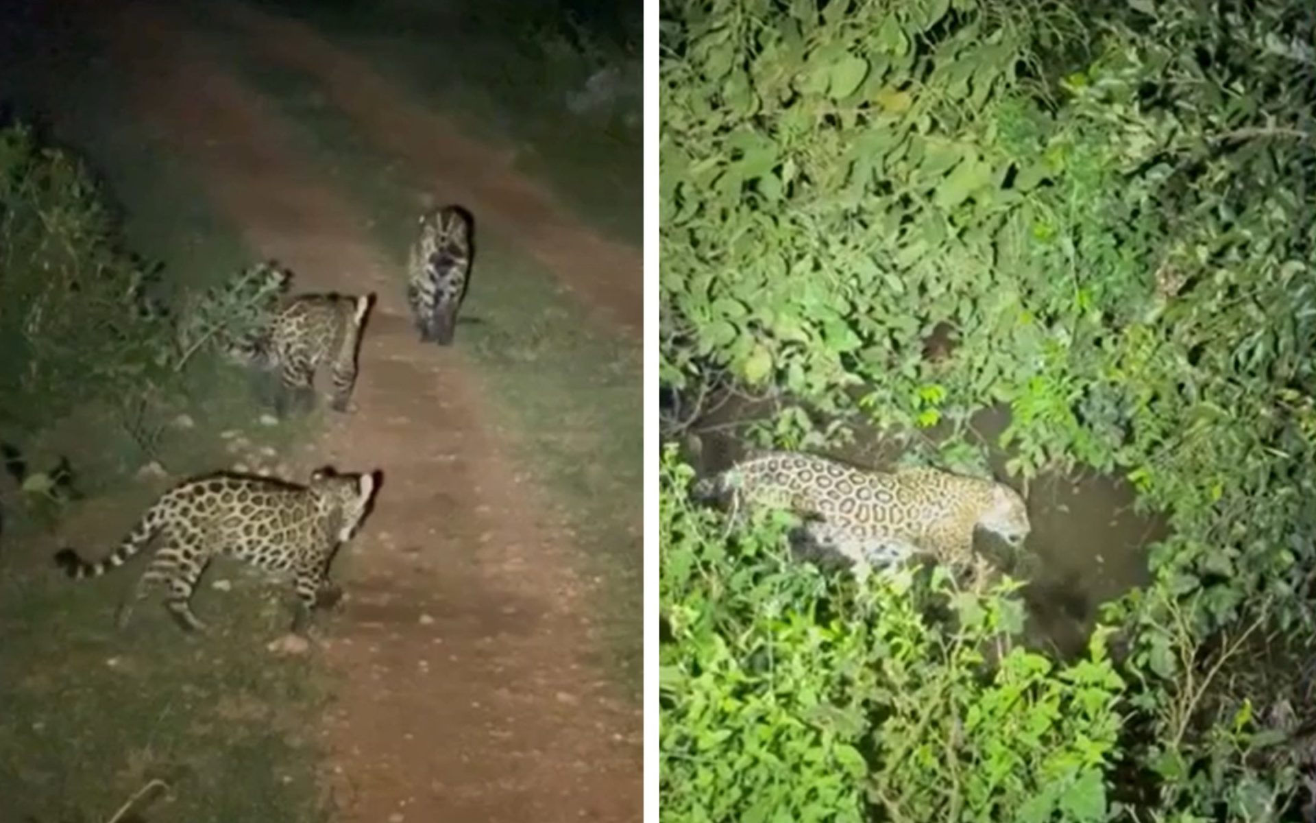 Em Poconé, onça-pintada caminha com filhotes e encanta turistas no ...
