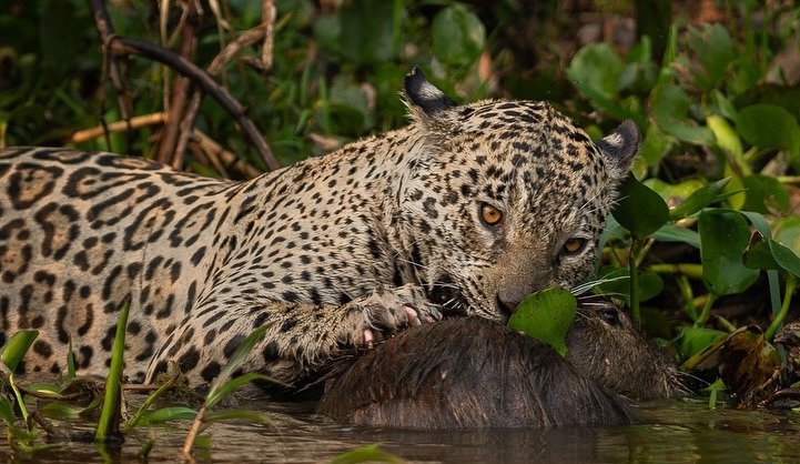 Imagens impressionantes registram onça-pintada capturando capivara no ...