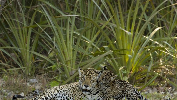 Onça-pintada encanta turistas com brincadeira materna no Pantanal; veja ...