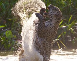 Turista captura momento raro de onça-pintada saltando sobre rio no ...