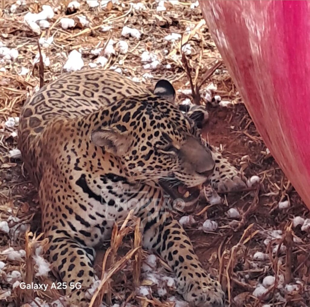 Onça-pintada é flagrada descansando entre rolos de algodão em lavoura ...