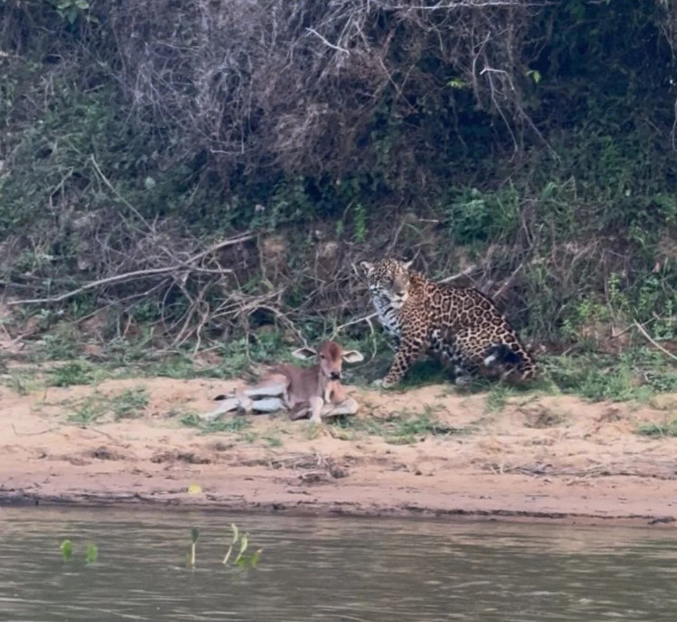 Registro surpreendente: guia filma onça-pintada cuidando de bezerro em ...